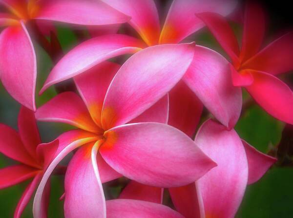 Pualani Perfume 1 - Art Print available at 1ArtCollection